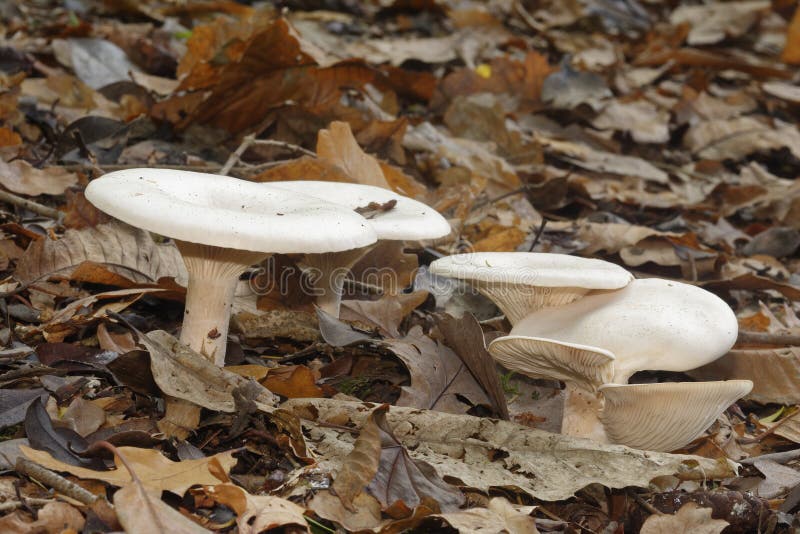Trooping Funnel - Clitocybe Geotropa Stock Image - Image of cream ...