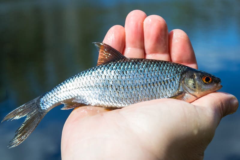 Petit gardon photo stock. Image du rouge, bleu, ailette - 78981344