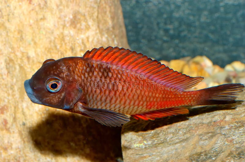 Duboisi Cichlid (Tropheus Duboisi) Aquarium Fish Stock Photo - Image of ...