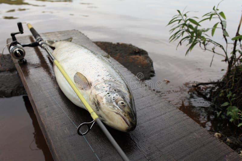 Trophy big trout fish stock photo. Image of seafood - 163422776