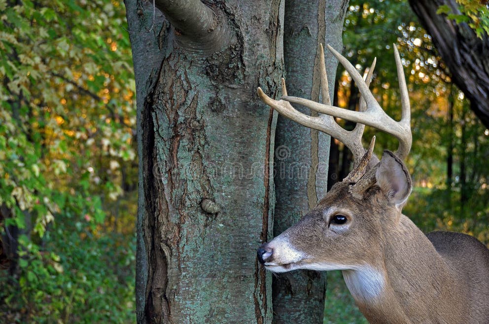 Trophy Buck stock photo. Image of woods, autumn, male - 22825638