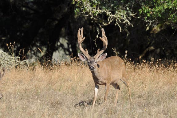 Trophy Buck stock image. Image of buck, antlers, antlered - 291240285