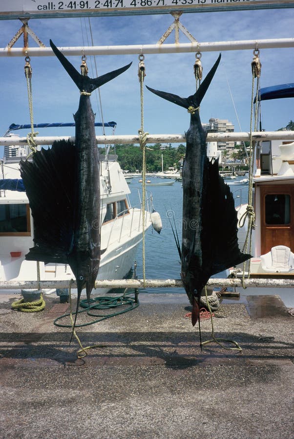 Trophy Catch stock photo. Image of pacific, game, guerrero - 83334