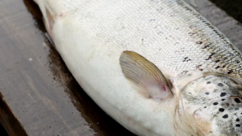 Big trophy fish stock video. Video of river, angler - 158171087