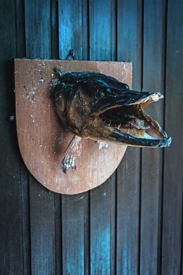 Trophy of Fish Pike Hanging on Wall Stock Photo - Image of teeth ...