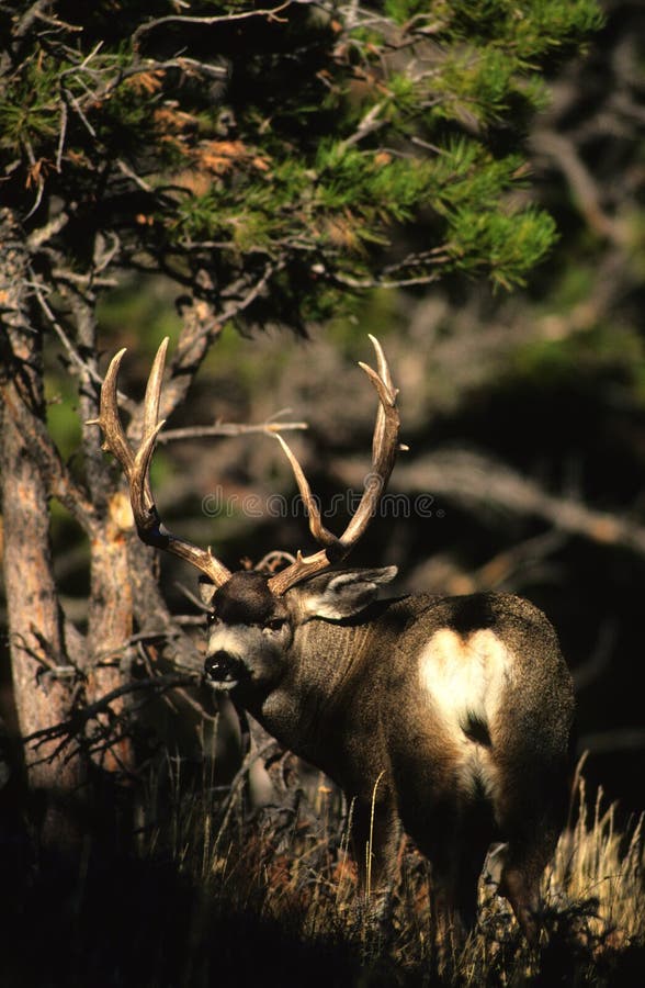 Trophy Mule Deer Buck stock photo. Image of outdoors - 11261912