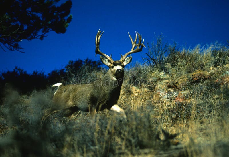 Mule Deer Buck Non Typical Antlers Stock Photos - Free & Royalty-Free ...