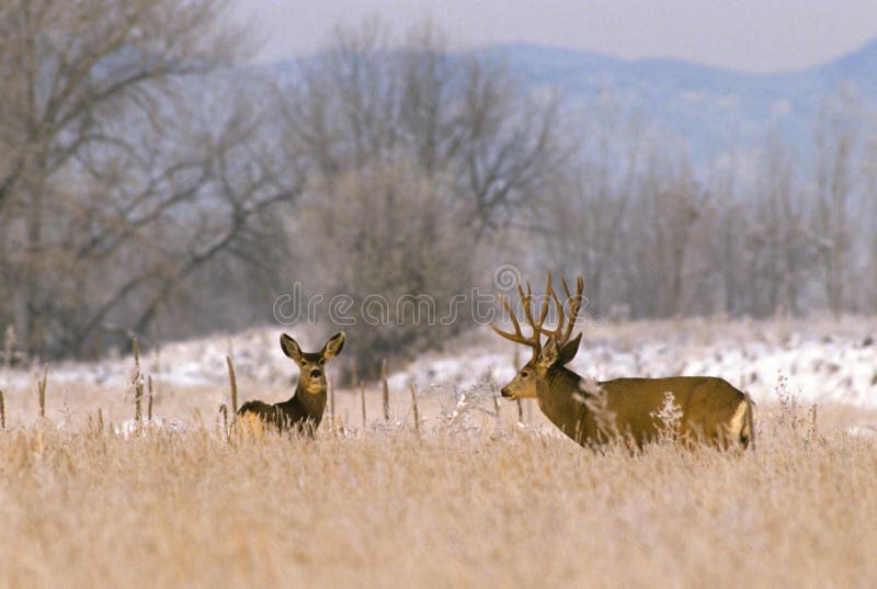 Trophy Mule Deer Buck and Doe Stock Image - Image of outdoors, wild ...