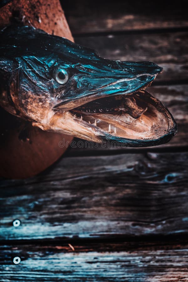Trophy of Stuffed Fish Pike Hanging on Wall Stock Photo - Image of ...