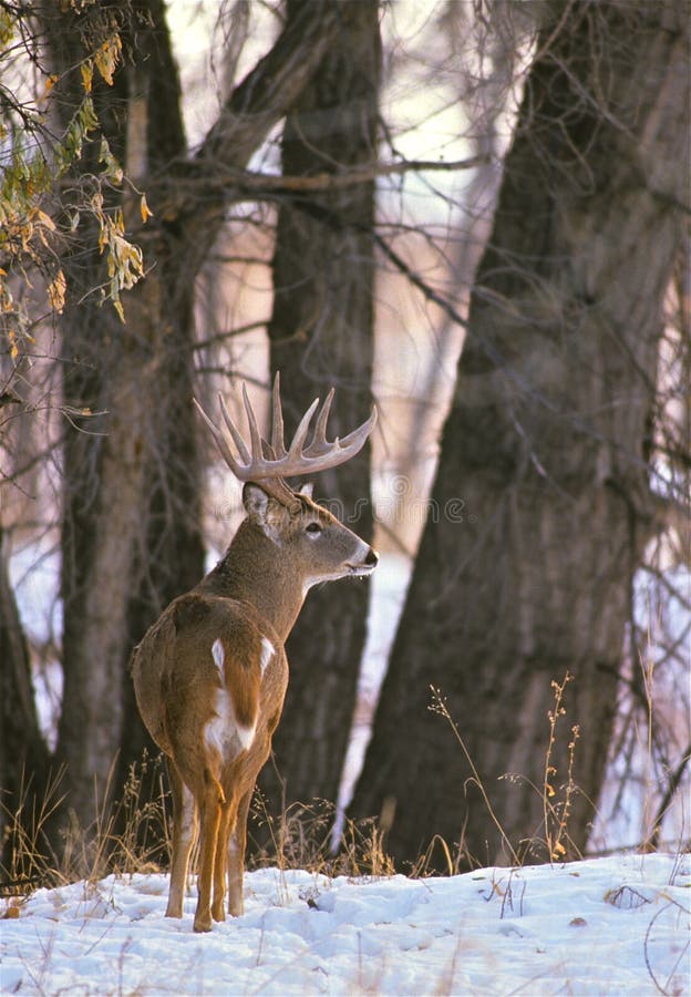 Whitetail Buck and Doe stock image. Image of whitetail - 9771403