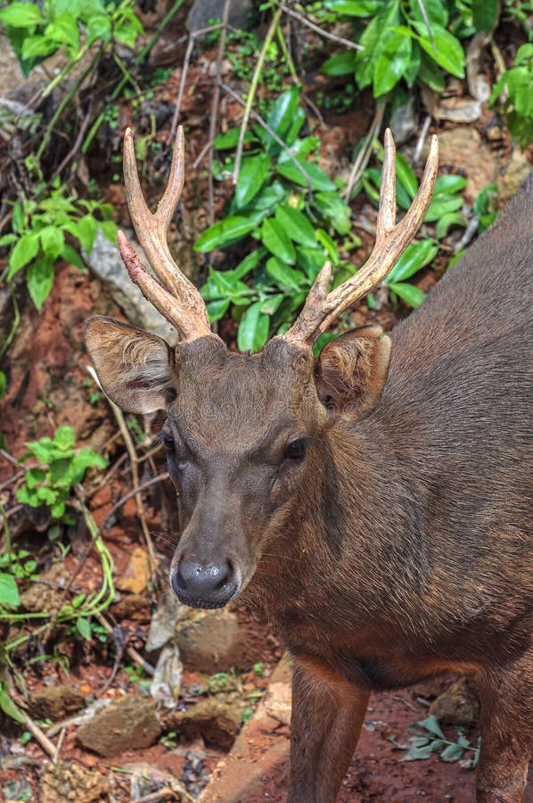 Trophy Whitetail Buck Deer Stag Stock Image - Image of portrait ...