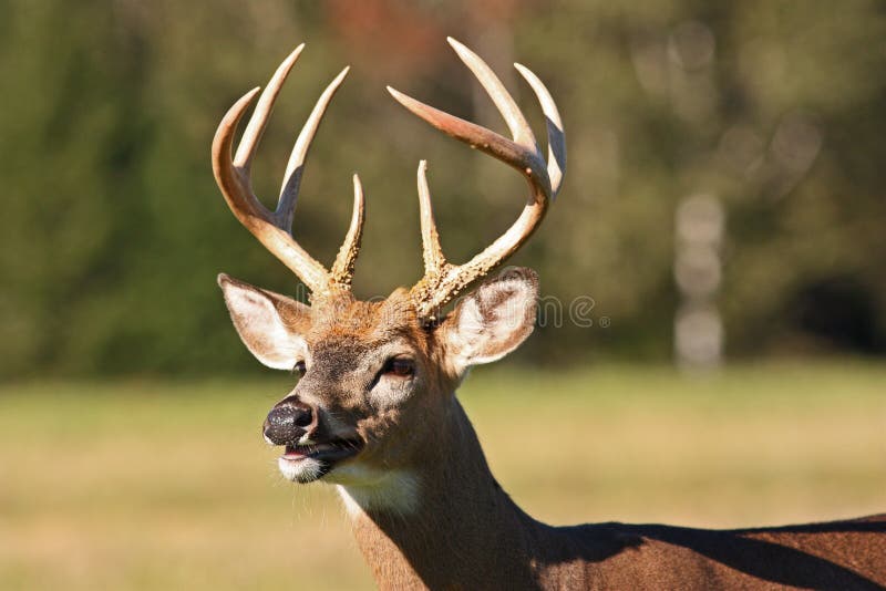 Trophy Whitetail Deer Buck stock image. Image of virginianus - 79215795