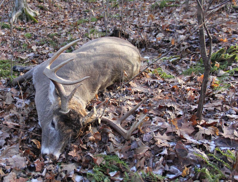Trophy Whitetail Ten Point Buck Stock Photo - Image of hunting, woods ...