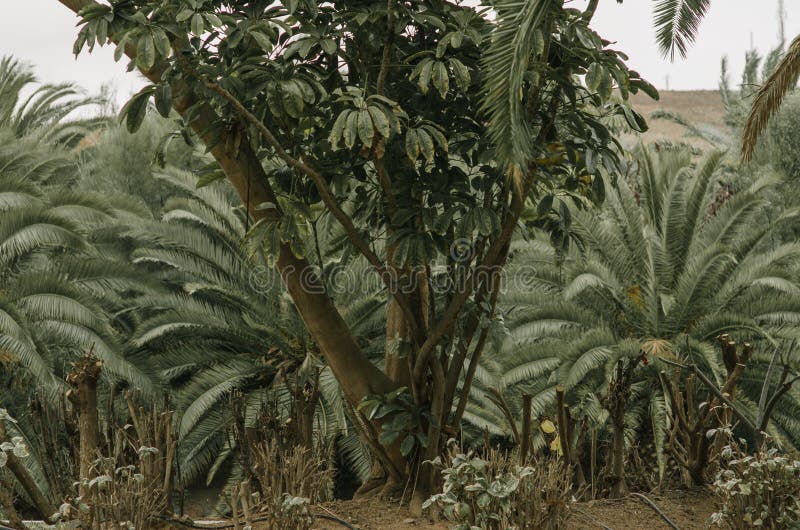 Tropic concept. tree palm stock image. Image of details - 111031303