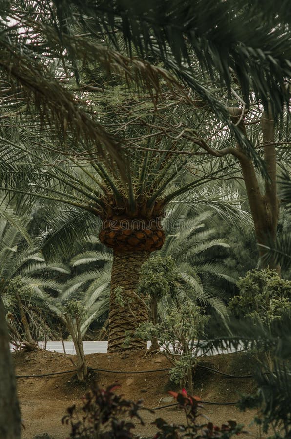 Tropic concept. tree palm stock image. Image of natural - 110860569