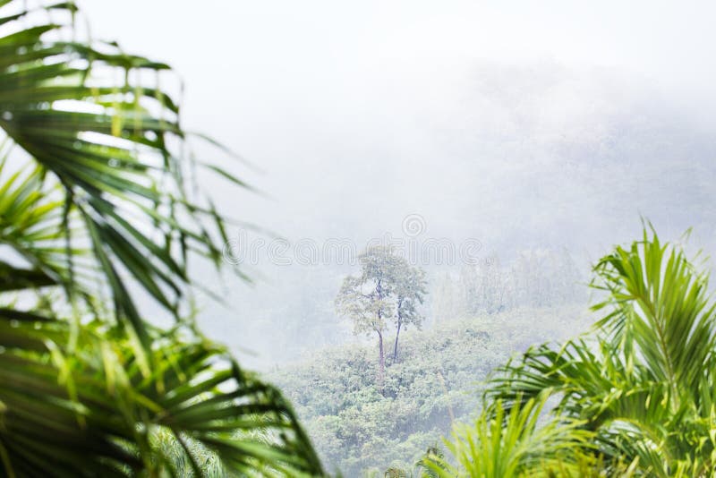 Tropic Forest in Rain and Mist Fog Stock Image - Image of plant, mist ...