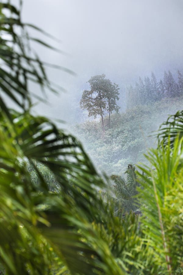 Tropic Forest in Rain and Mist Fog Stock Photo - Image of rainforest ...