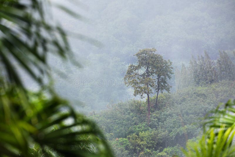 Tropic Forest in Rain and Mist Fog Stock Image - Image of mist, misty ...