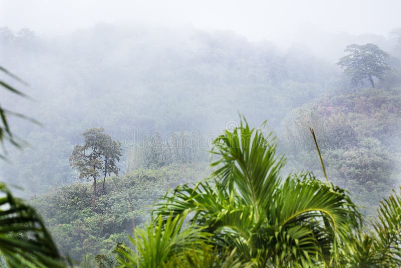 Tropic Forest in Rain and Mist Fog Stock Image - Image of mist, misty ...