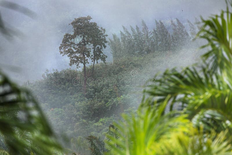 Tropic Forest in Rain and Mist Fog Stock Image - Image of environment ...