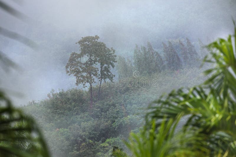 Tropic Forest in Rain and Mist Fog Stock Image - Image of foliage, rain ...