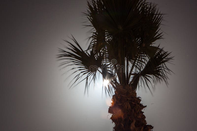 Tropic palm tree at night stock image. Image of relaxation - 95616037