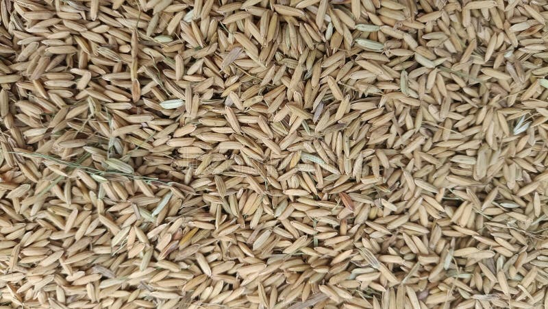 Tropical, Abstract, Natural Background and Rice Grain Texture Stock ...
