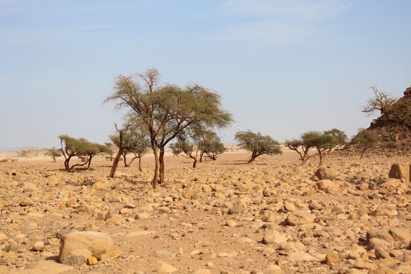 Tropical Acacia Trees in the Wilderness in the Middle of the Dry Rocky ...