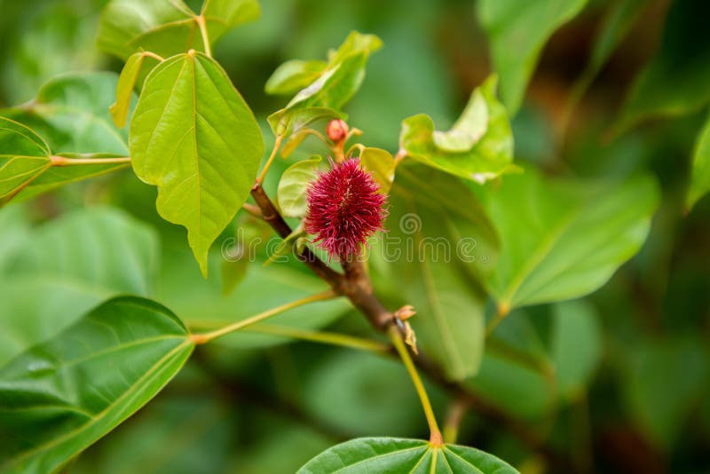 Tropical achiote fruit stock image. Image of bijol, branch - 161142317