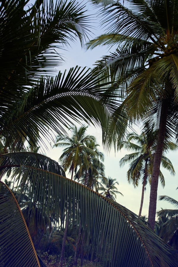 Tropical Adventure. Image of a Lush Tropical Palm Tree Forest with Sky ...