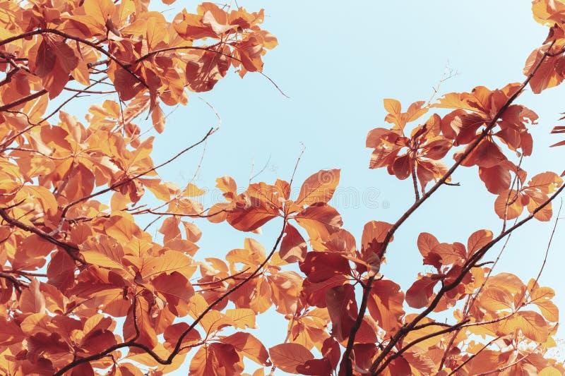 Tropical Almond Leaf(Terminalia Catappa) in Autumn. Soft Focus Stock ...