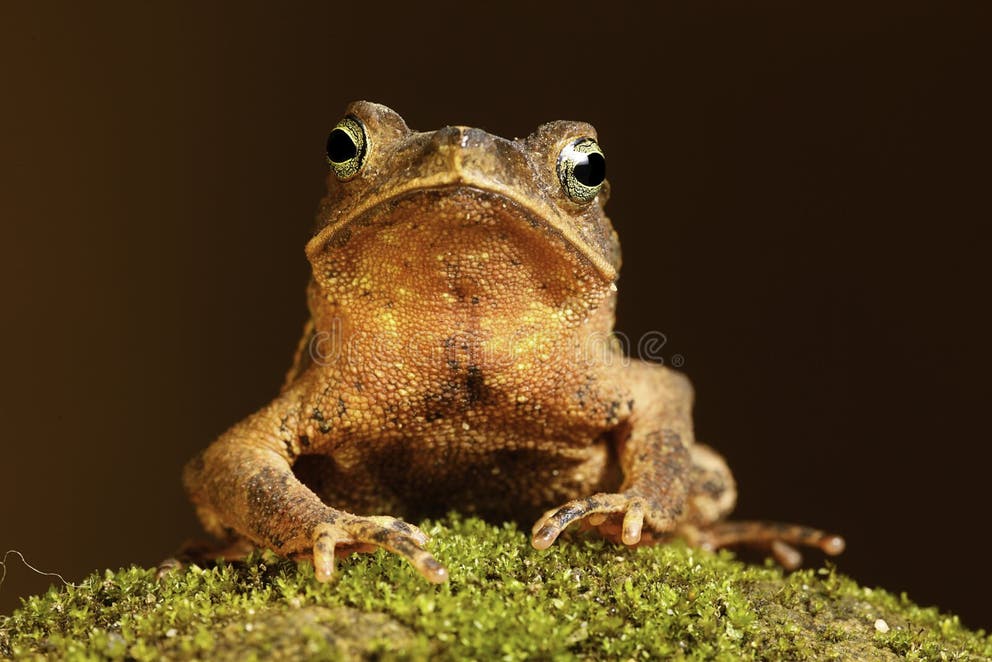 Tropical Amazon Toad on Moss Stock Image - Image of tree, amphibian ...