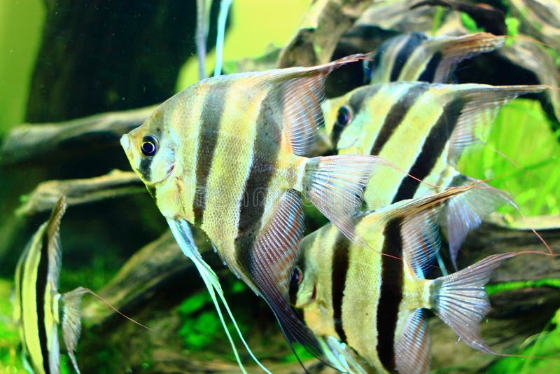 Tropical Angel Fish with Stripes Stock Image - Image of colorful ...