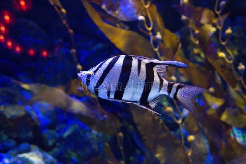 Tropical Angel Fish Swims in an Aquarium between Reefs Stock Photo ...