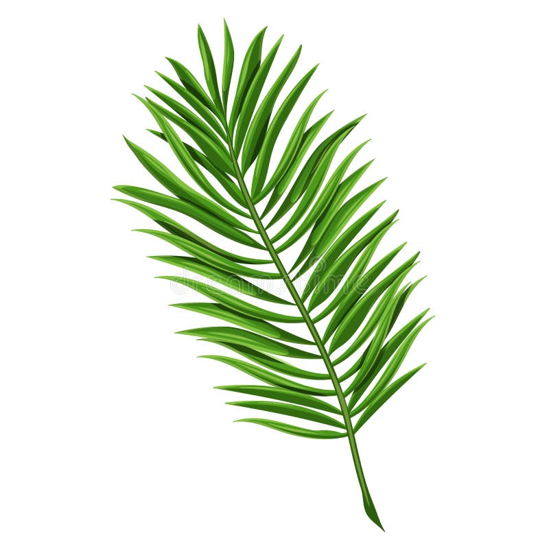Tropical areca palm leaf stock vector. Illustration of icon - 248050917