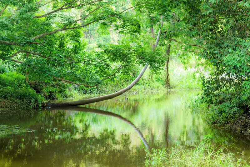 Tropical Australia stock photo. Image of wild, queensland - 38184256