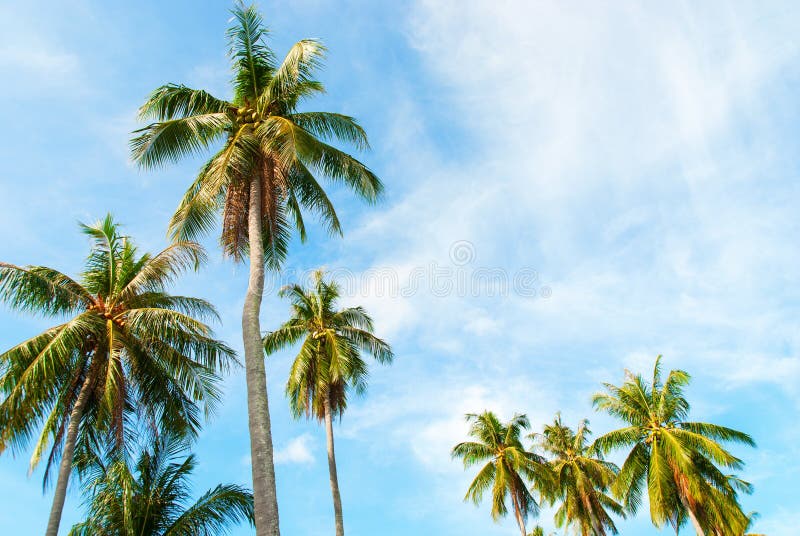 Tropical Background Palm Tree Sun Light Holiday Stock Photo - Image of ...