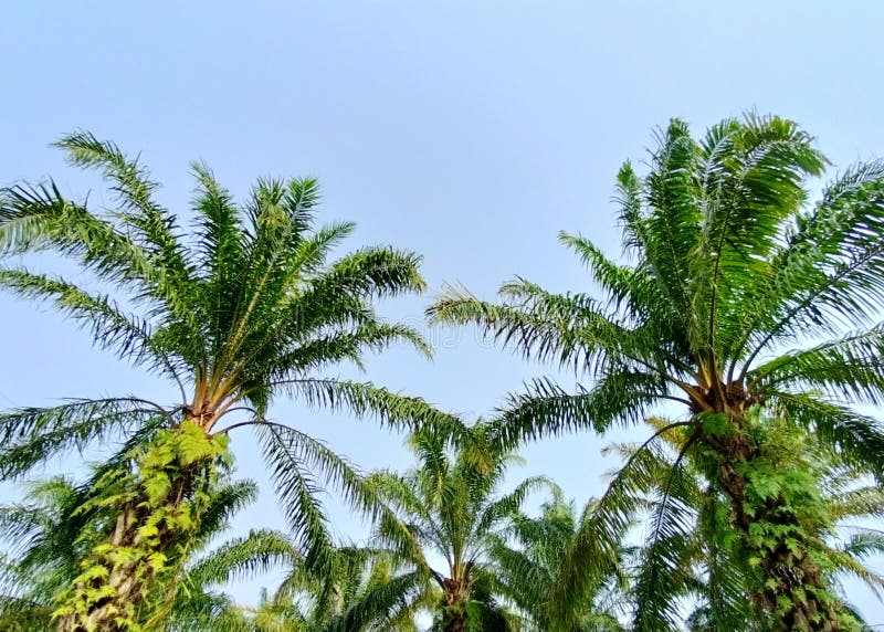 Tropical Background of Palm Trees on the Island of Sumatra Stock Photo ...