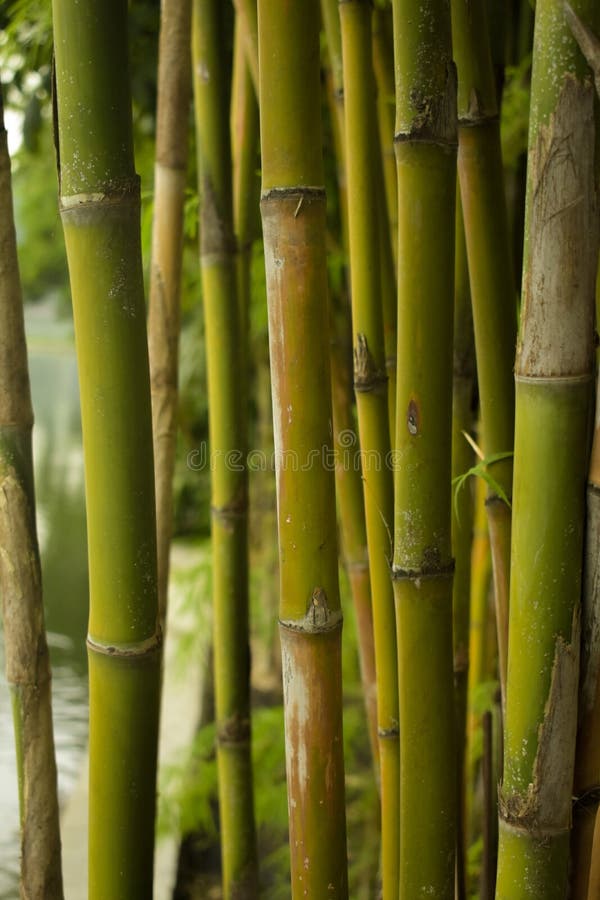 Tropical Bamboo stock photo. Image of edge, green, lake - 107266512