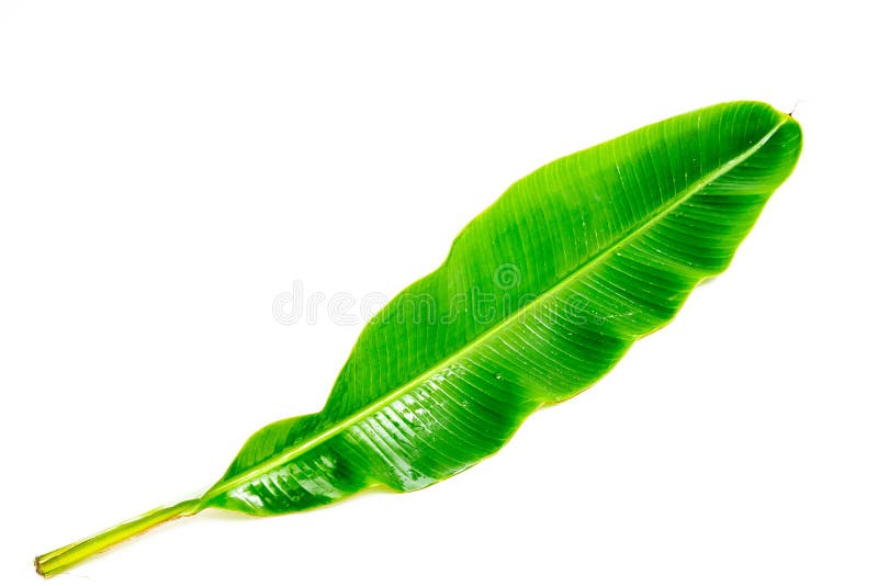 Tropical Banana Leaf in Bright Green Color, Isolated Image Stock Image ...