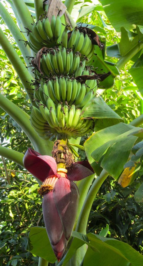 Tropical bananas growing stock image. Image of farming - 82246817