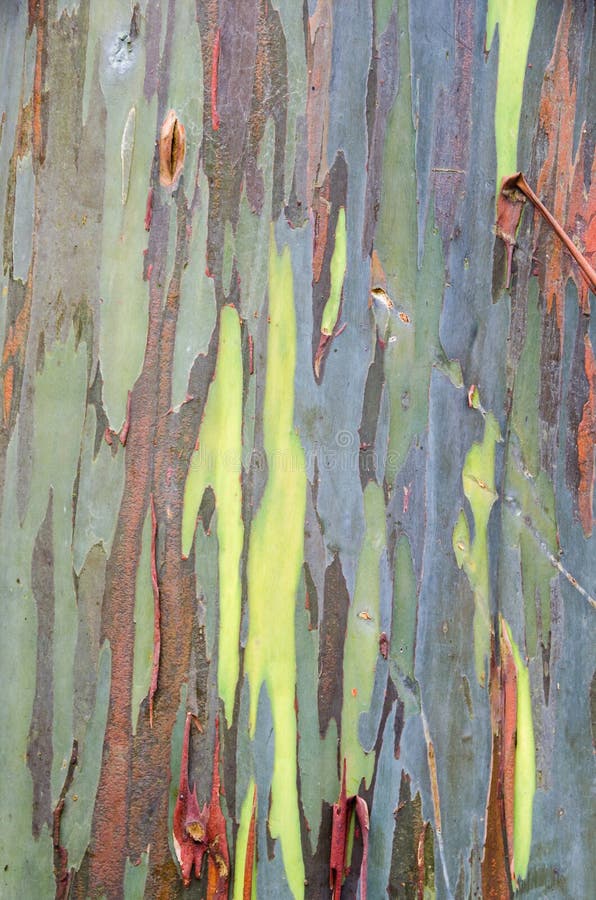 Tropical Bark of the Tropical Tree Stock Image - Image of tree ...