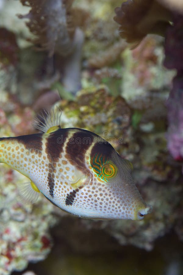 Tropical bass stock image. Image of tropical, perch, plants - 38220735