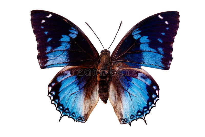 Tropical Batterfly Isolated on White Stock Photo - Image of white ...