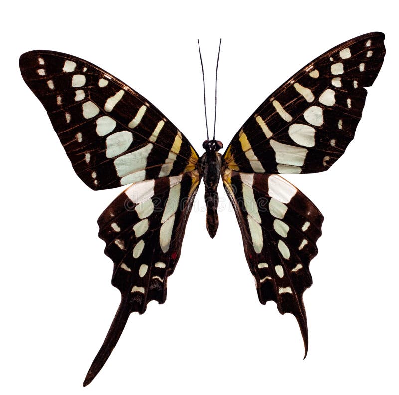 Bright Color Batterfly Stock Photos - Free & Royalty-Free Stock Photos ...