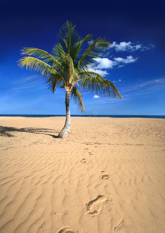 Palm Trees on the Copacabana Beach Stock Image - Image of shadows, sand ...