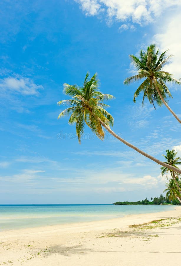 178 Bending Palm Tree Tropical Beach Stock Photos - Free & Royalty-Free ... 178 Bending Palm Tree Tropical Beach Stock Photos - Free & Royalty-Free ...