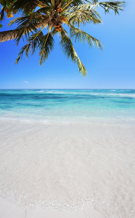 Vertical Tropical Beach Stock Photos - Download 11,954 Royalty Free Photos
