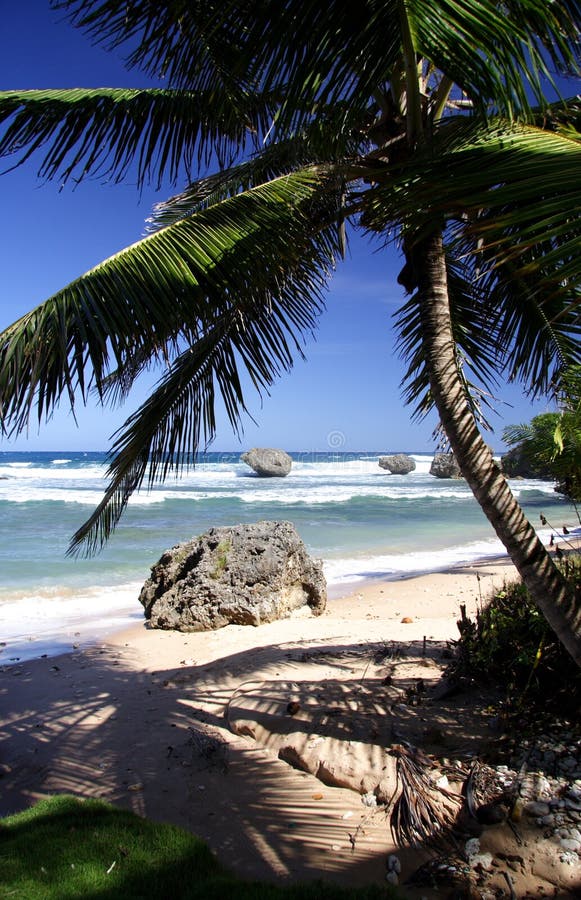 Barbados Beach stock photo. Image of palms, beach, cruise - 95428