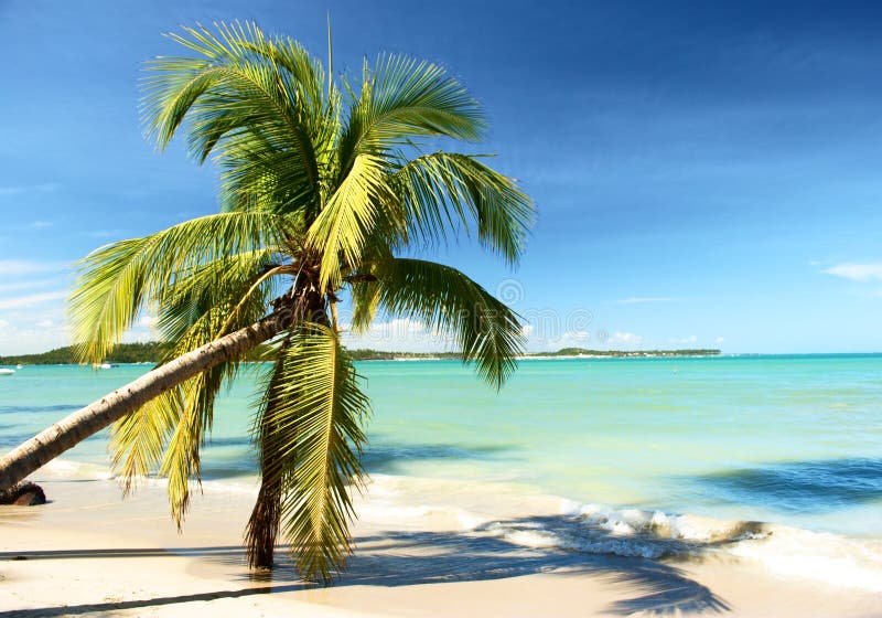 Tropical beach in Brazil stock photo. Image of blue, warm - 8300128